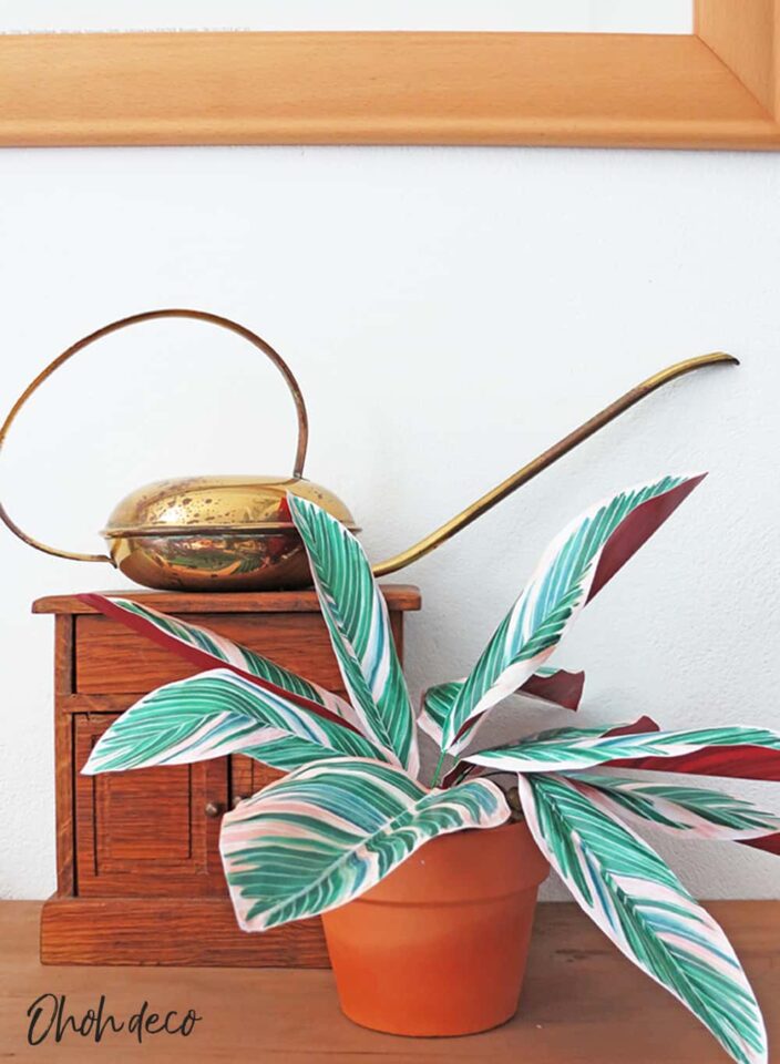 How to make DIY Paper Plants: Tricolor Ginger