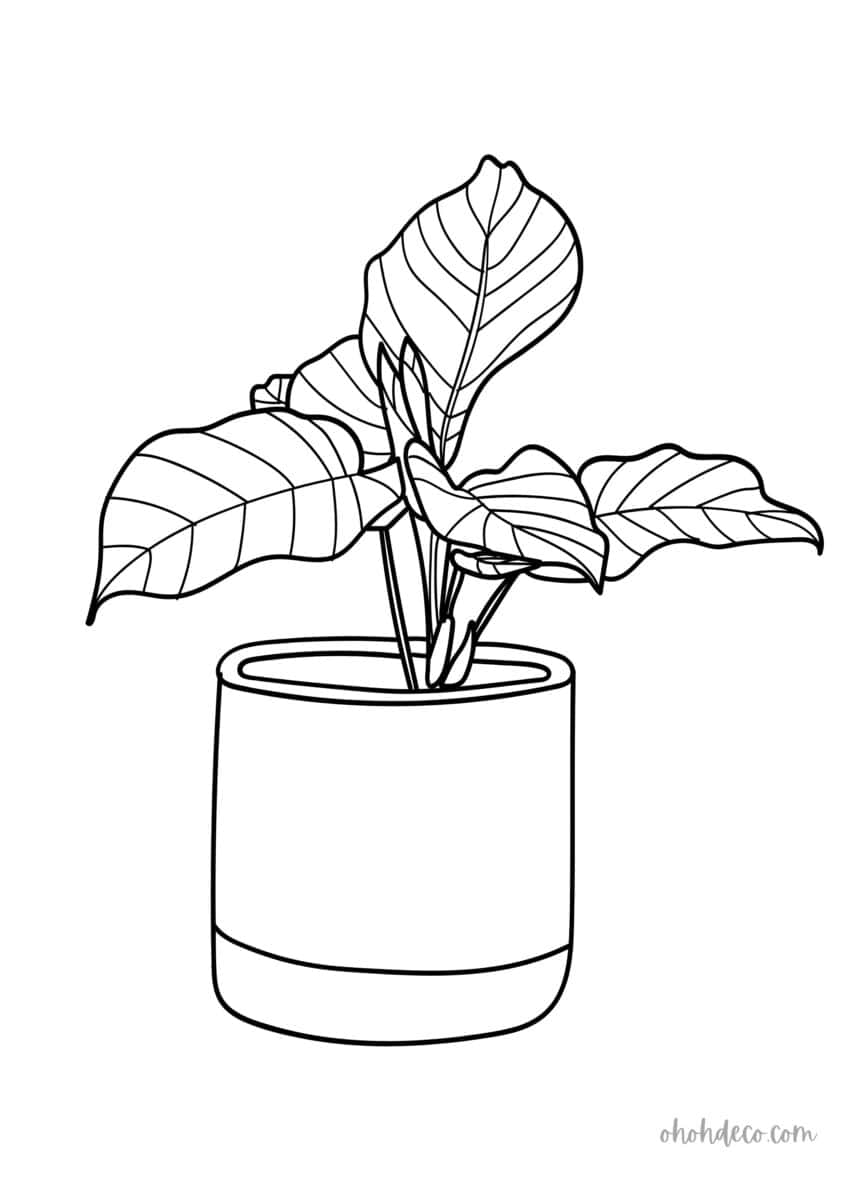 Unconventional 34 Plant Coloring Pages That Will Spark Your Creativity