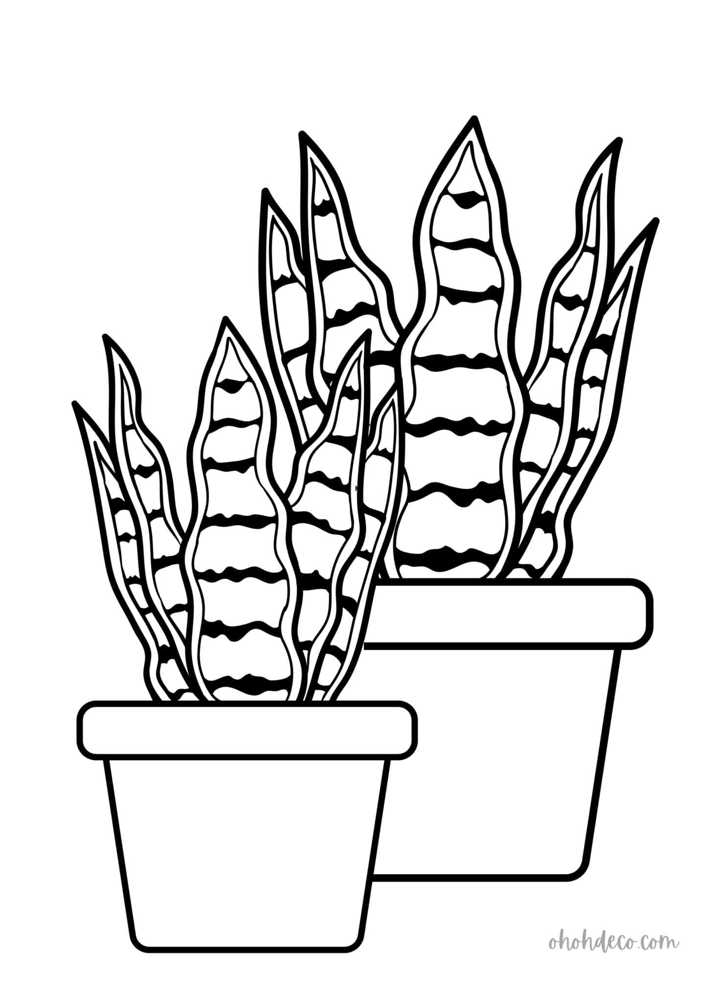 snake-plant-coloring-page-1 - Ohoh deco