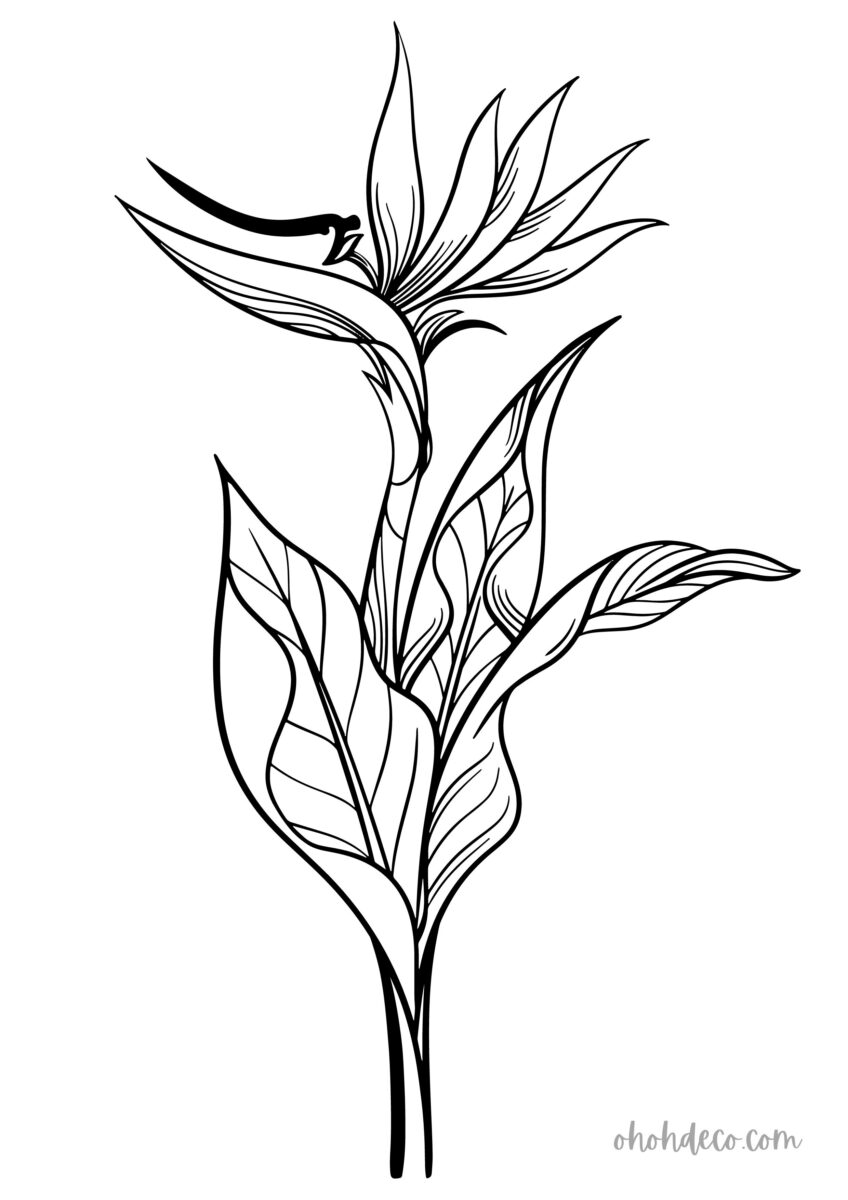 bird-of-paradise-coloring-page - Ohoh deco