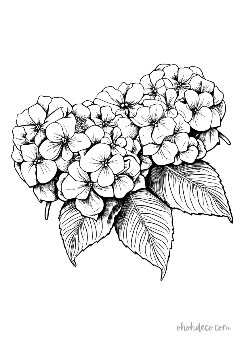Hydrangea Coloring Page Ohoh Deco