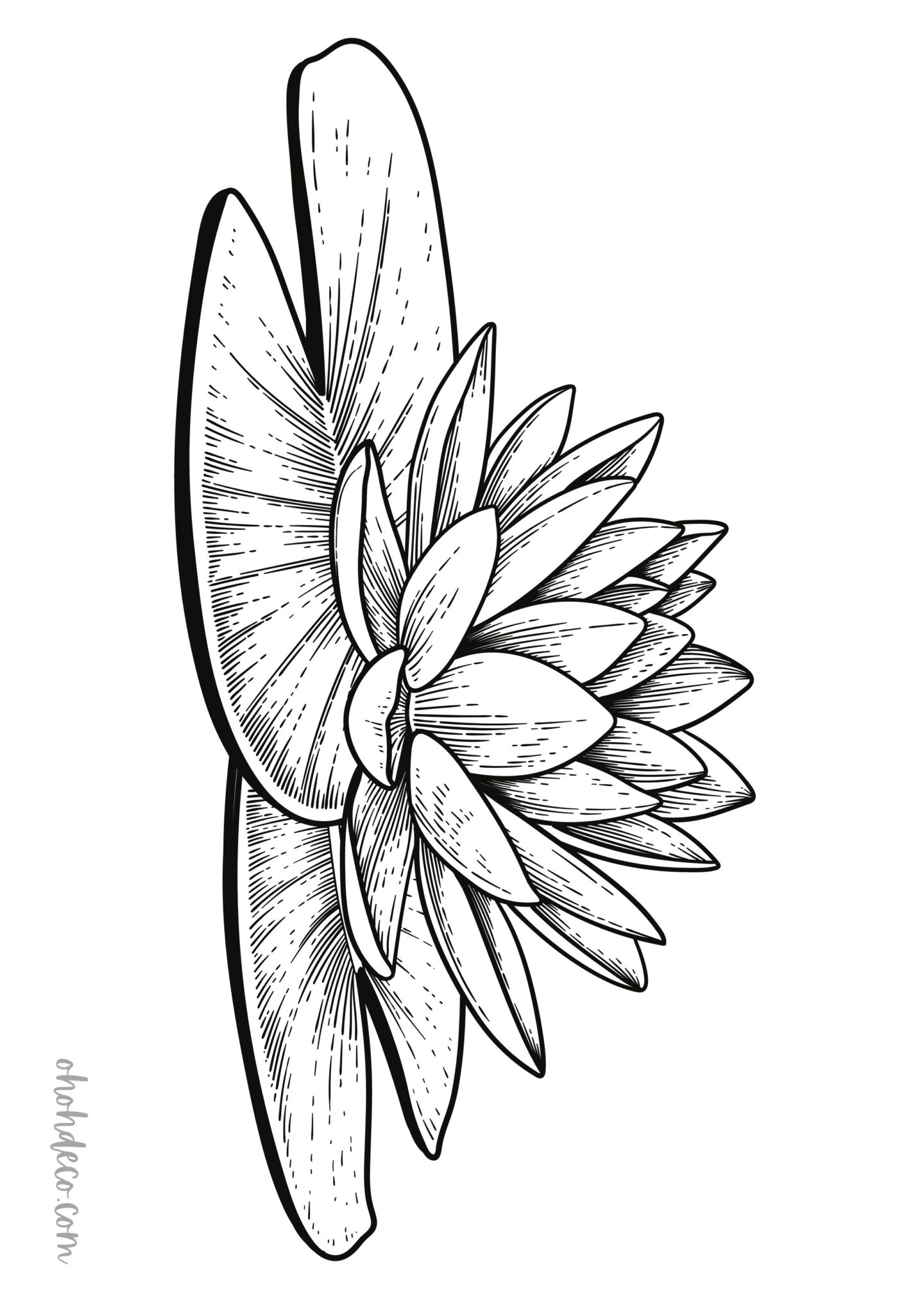 lotus-coloring-page - Ohoh deco