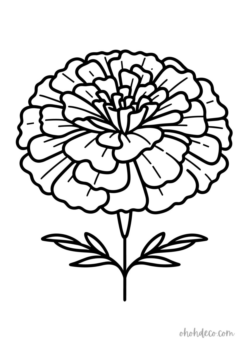 marigold-coloring-page - Ohoh deco