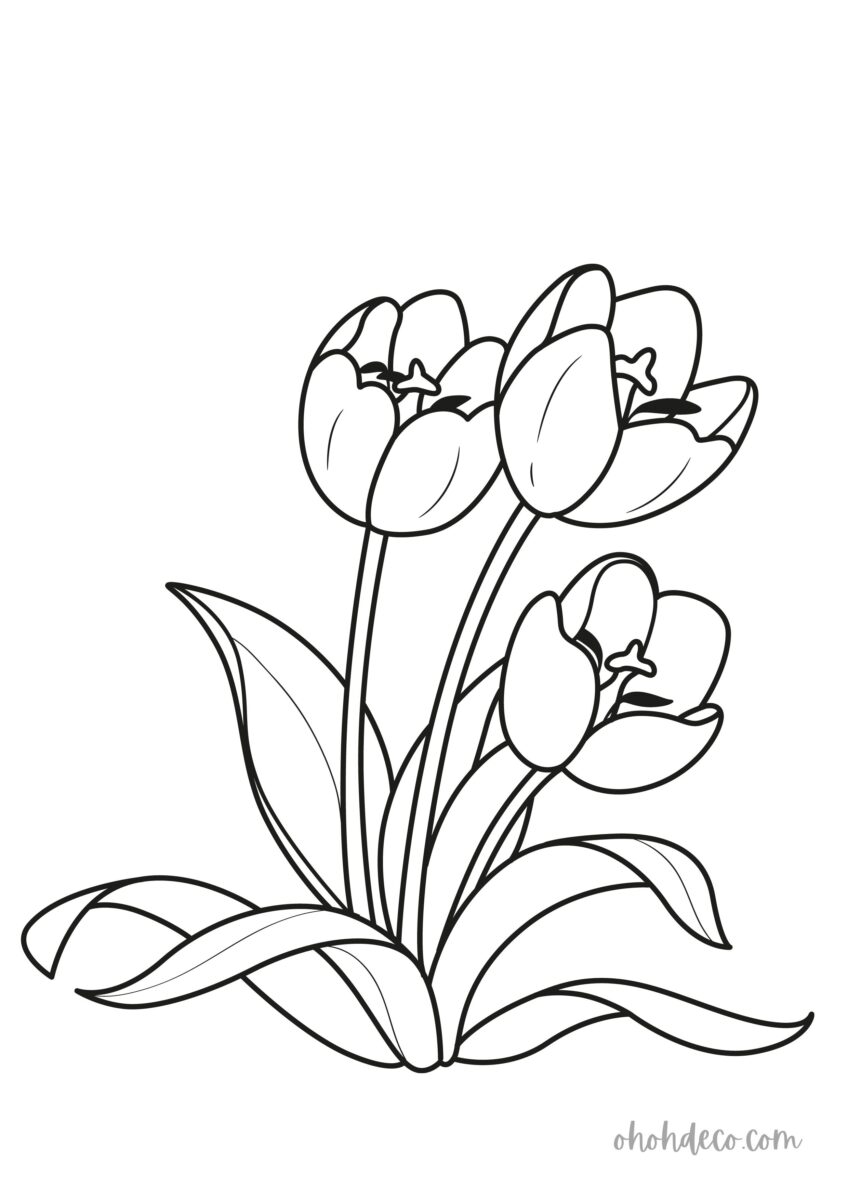 tulip-flower-coloring-page - Ohoh deco