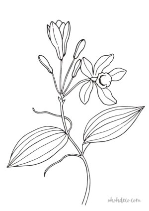 vanilla-flower-coloring-page - Ohoh deco
