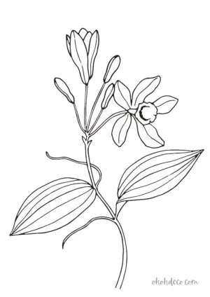 vanilla-flower-coloring-page - Ohoh deco